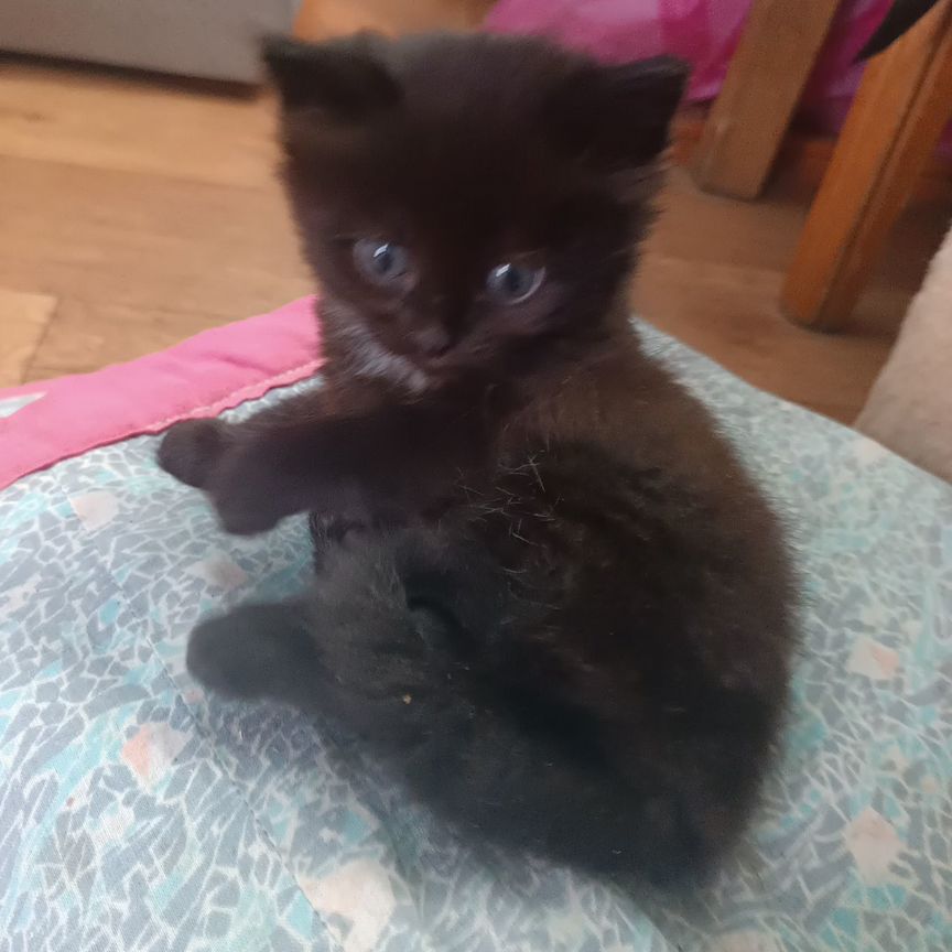 Персидский котёнок