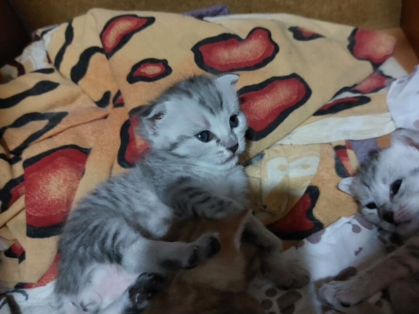 Вислоухие котята