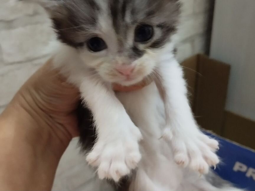 Кошка мейкун, писать ватсап