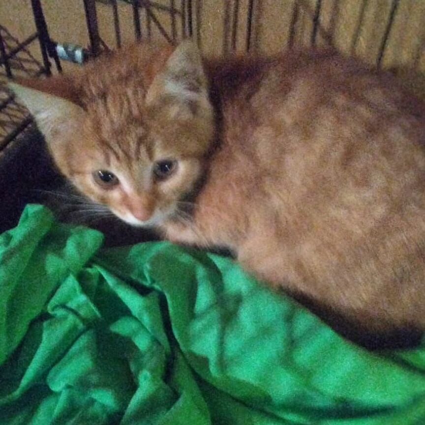 Котёнок в добрые руки