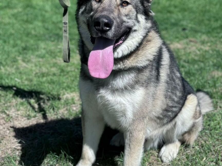 Одинокому псу нужна семья