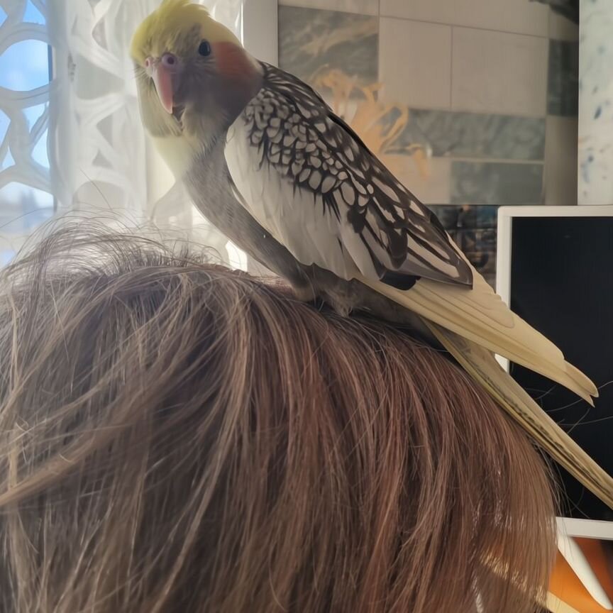 Попугай корелла с клеткой