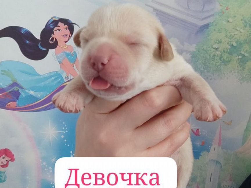 Щенки Лабрадора выбор есть