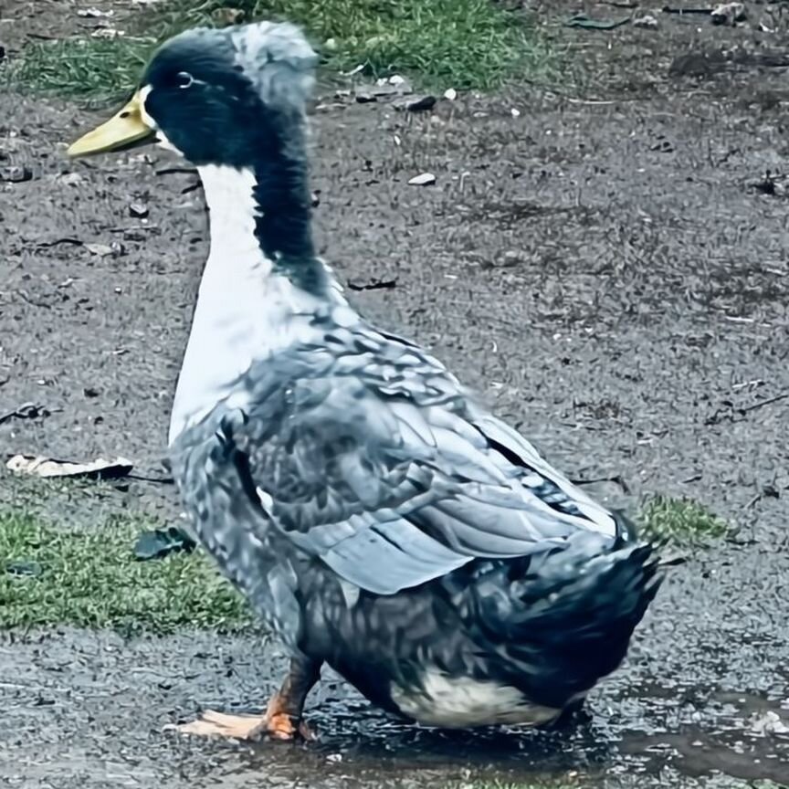 Утки и петушки