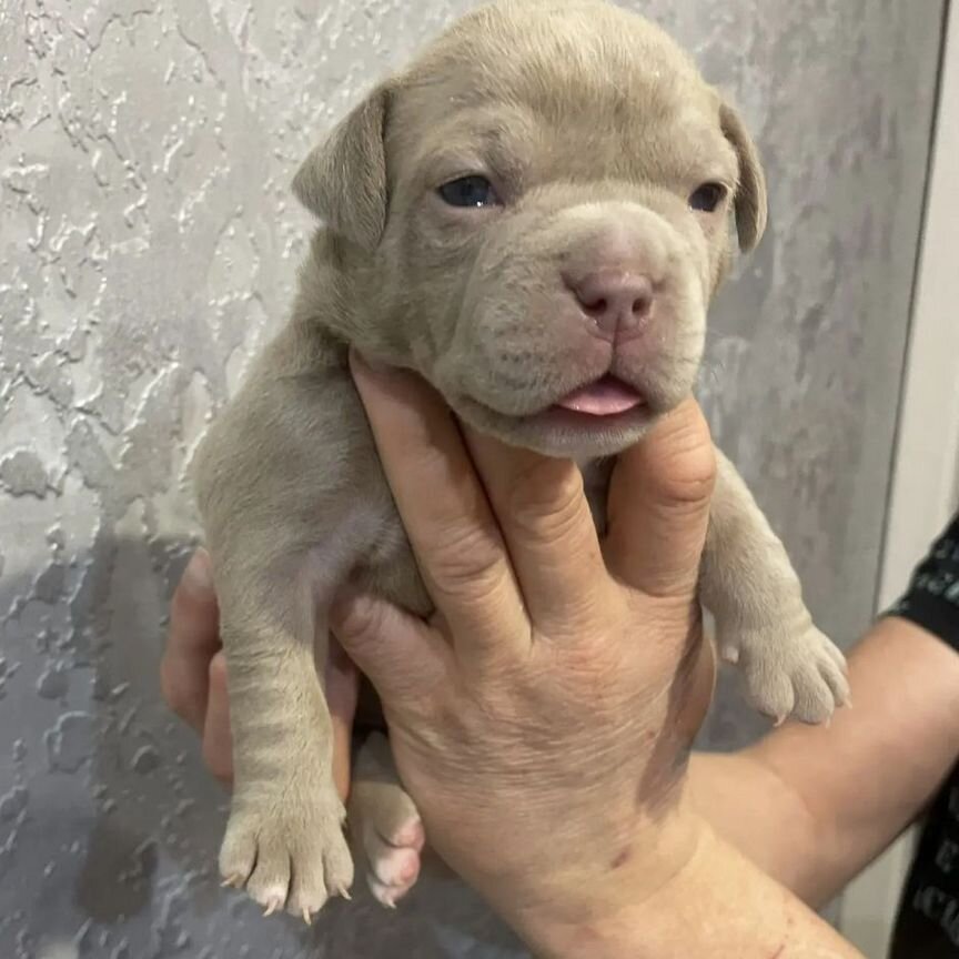 Американский булли, щенок