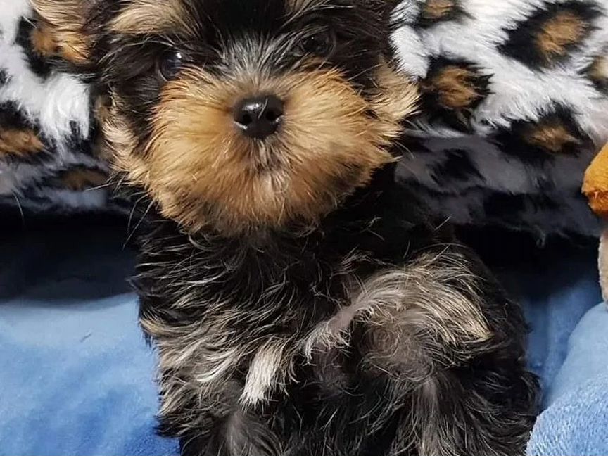 Йоркширский терьер щенки