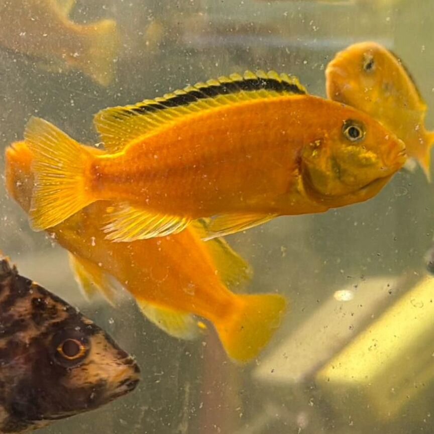 Аквариумные рыбки зебра красная