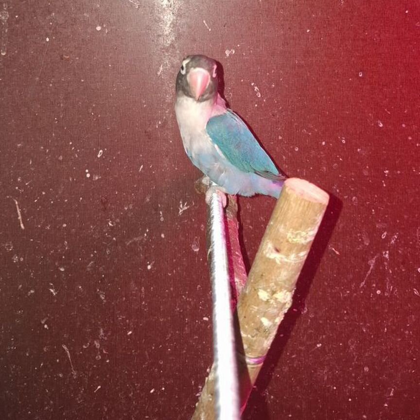 Попугай неразлучники