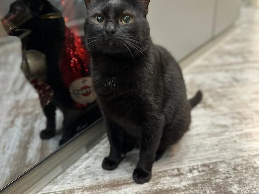 Кот Василий в добрые руки