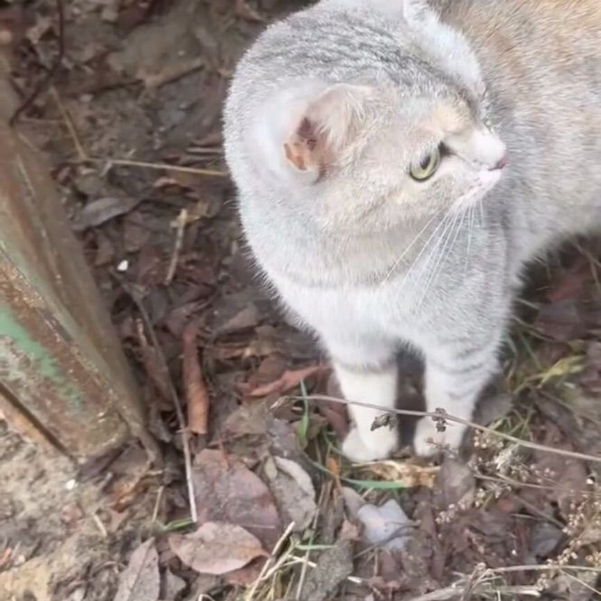 Кошка в добрые руки