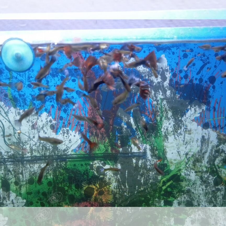 Аквариумные рыбки гуппи