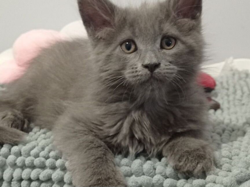 Котята мэйн кун мальчик 2,5 мес
