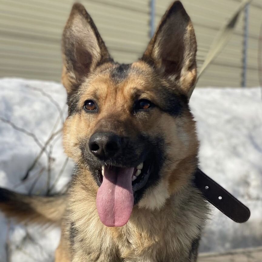 Немецкая овчарка, взрослая собака