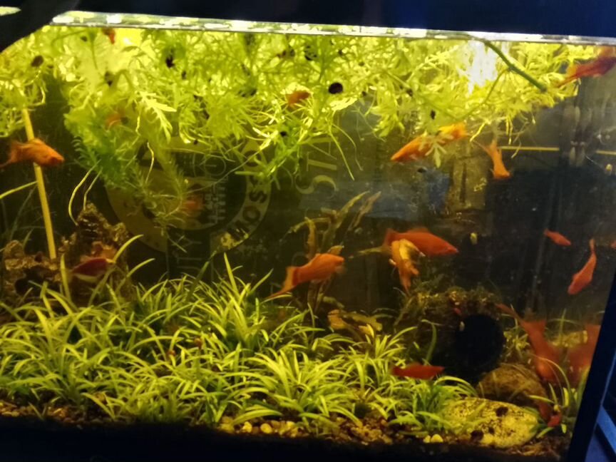 Аквариумные рыбки