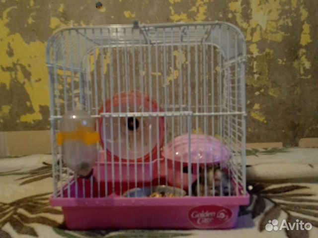 Джунгарский хомяк с клеткой