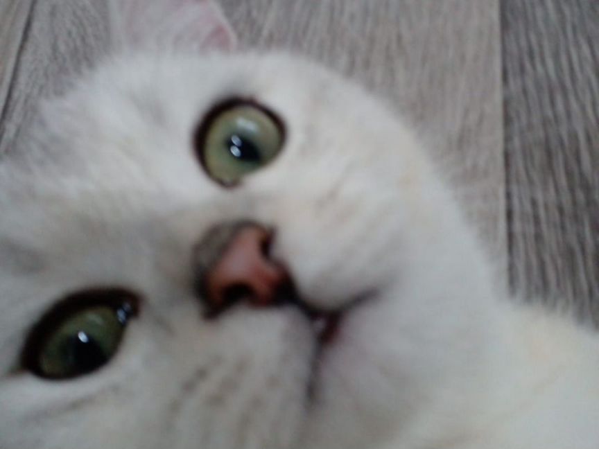 Котик на вязку