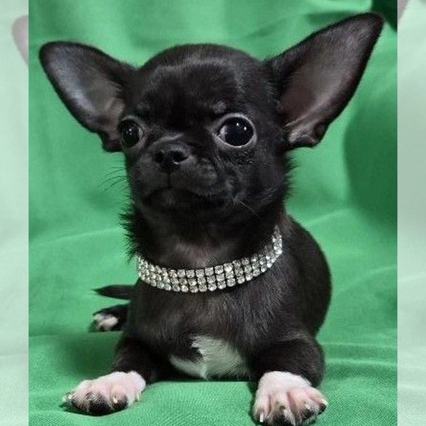 Чихуахуа, щенок