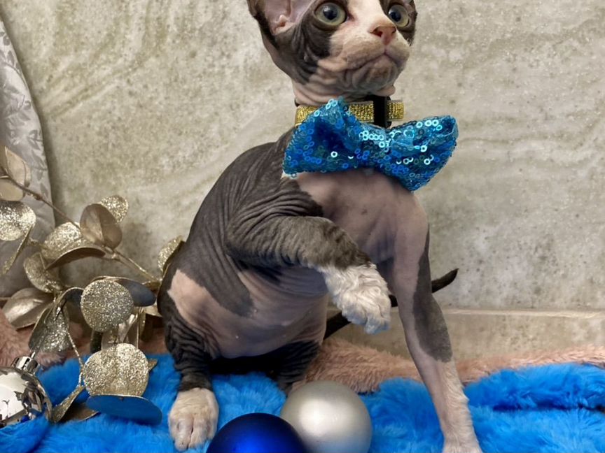 Канадский сфинкс (мальчик биколор)