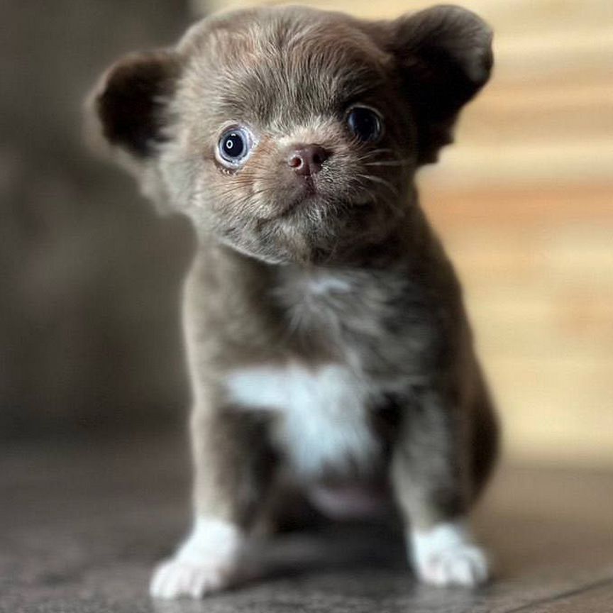 Чихуахуа, щенок