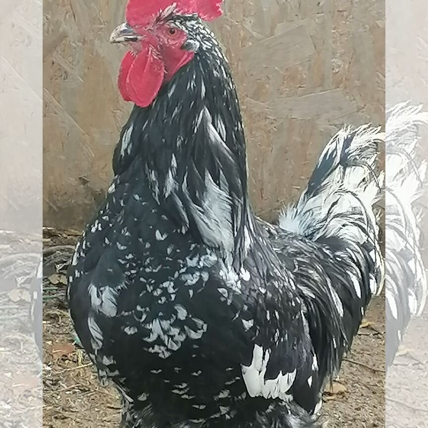 Куры, утки, семьи