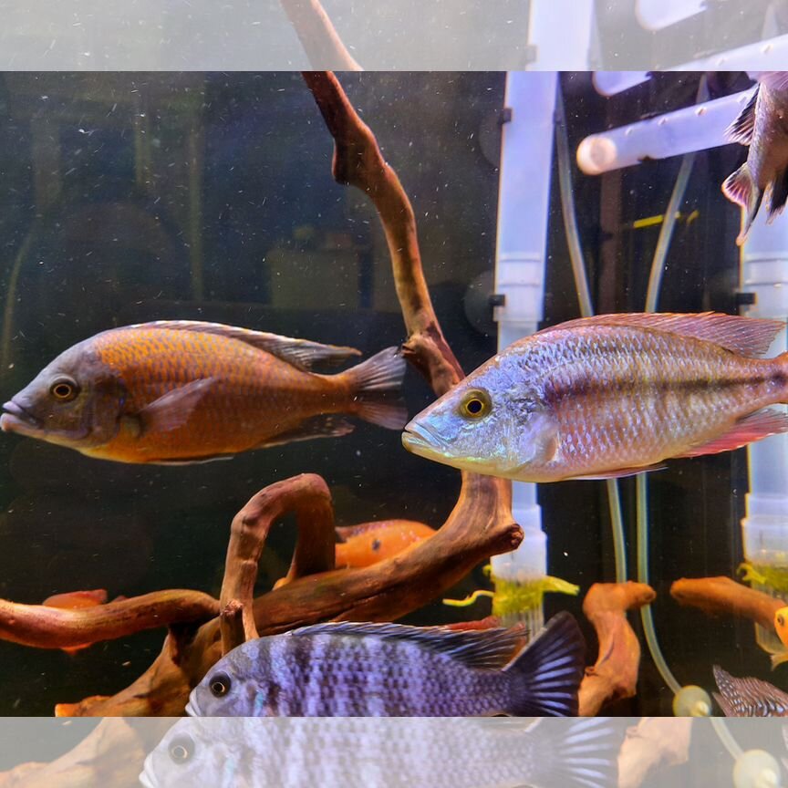 Малавийские цихлиды