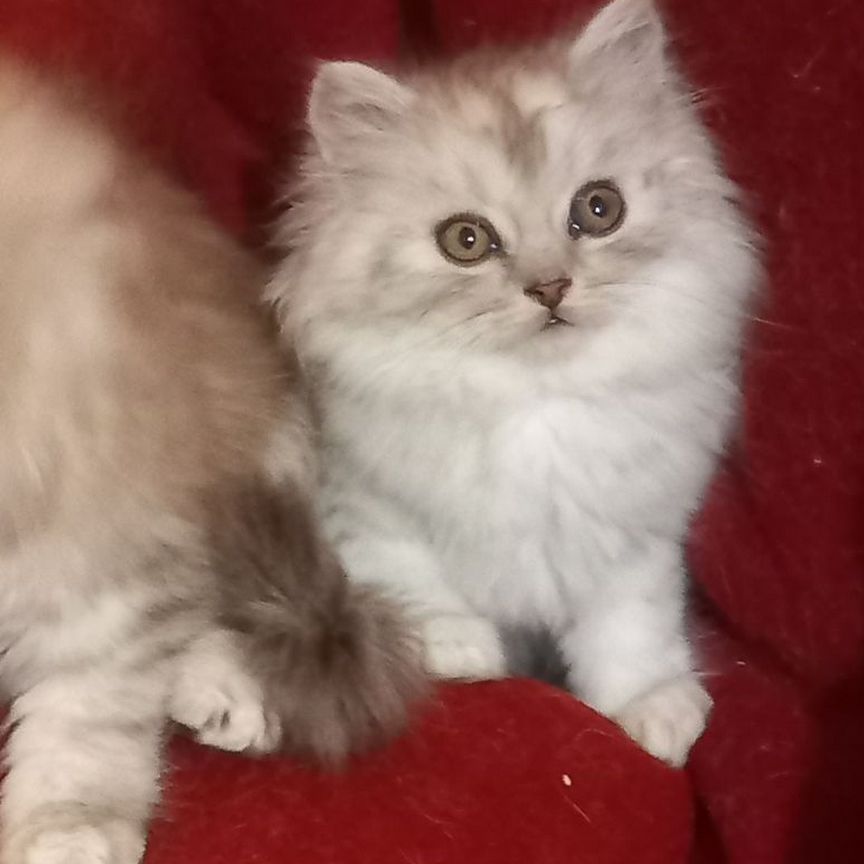 Сибирский котёнок