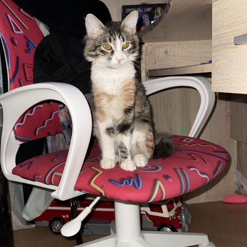 Кошка
