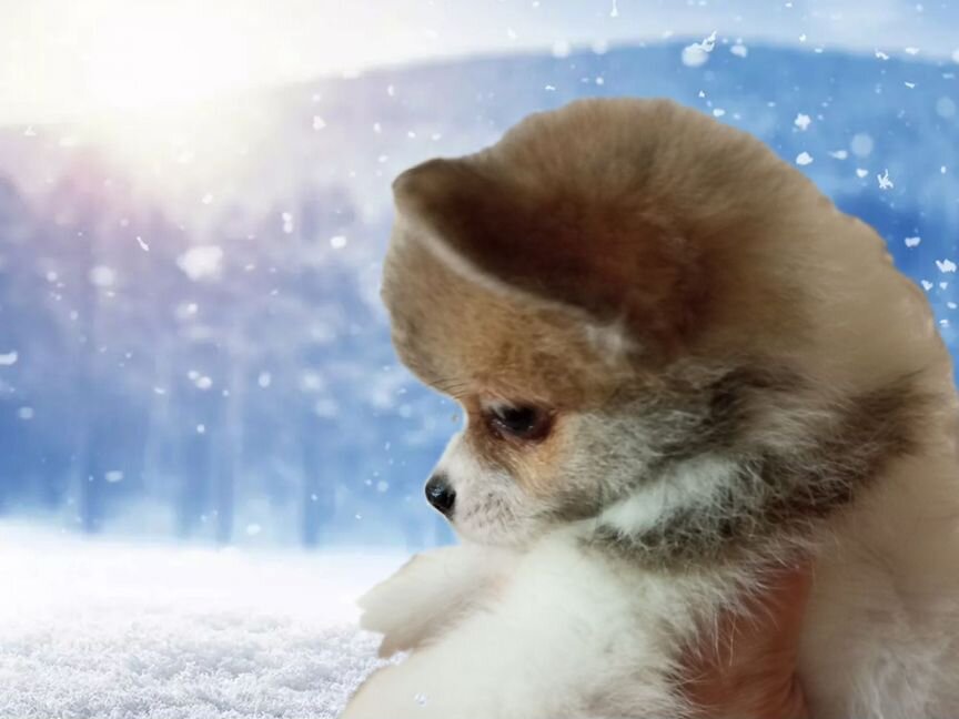 Собаки щенки шпиц