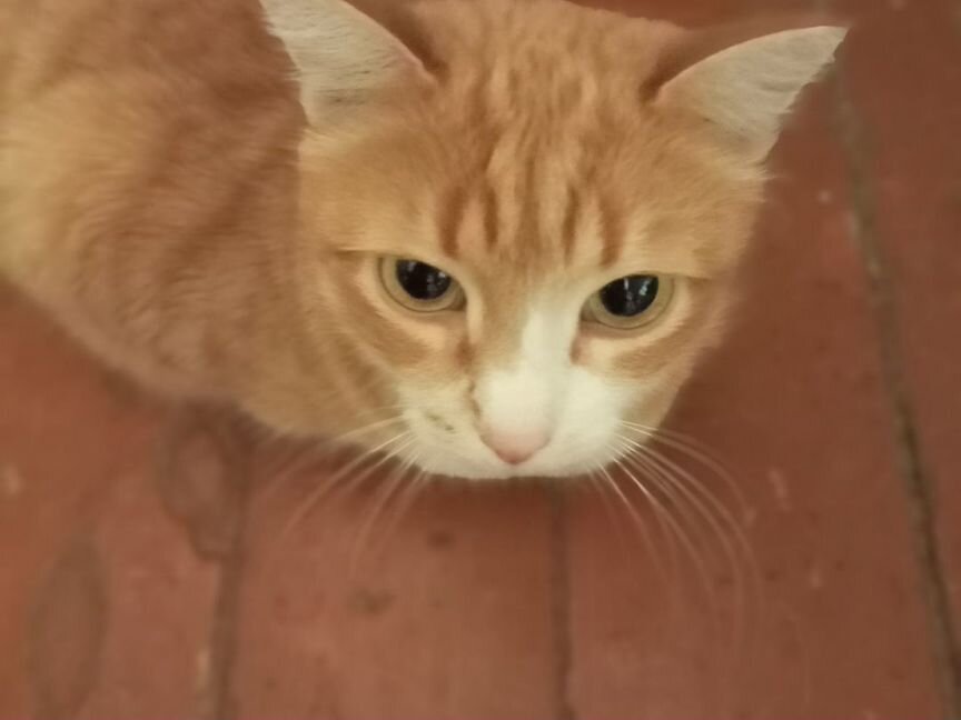 Кошка Машка в добрые руки