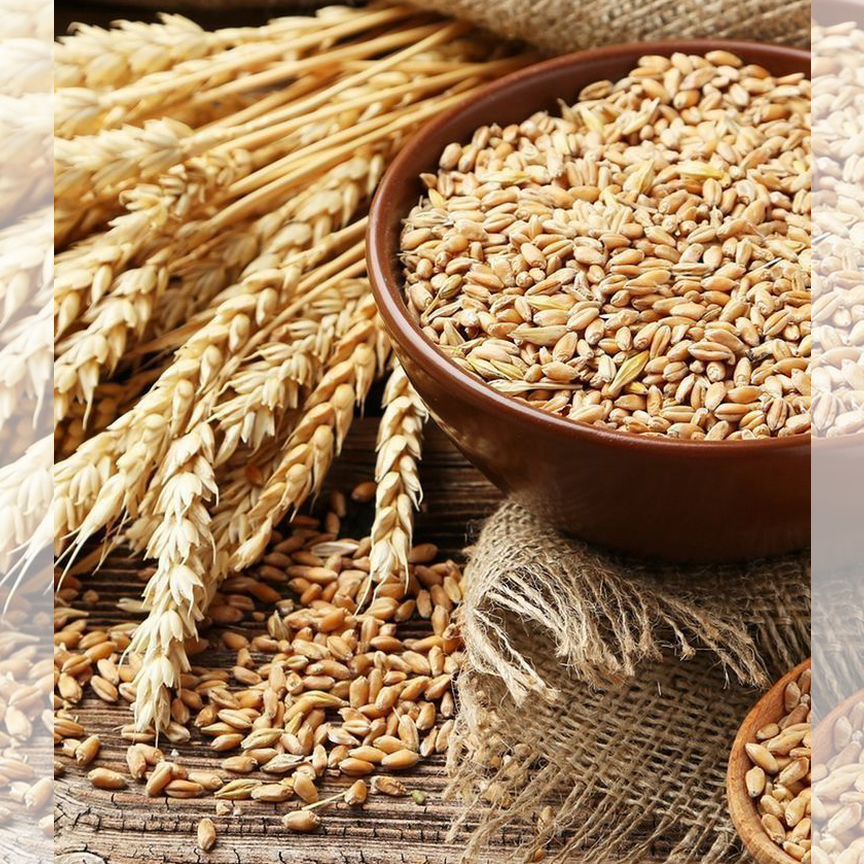 Зерно пшеница