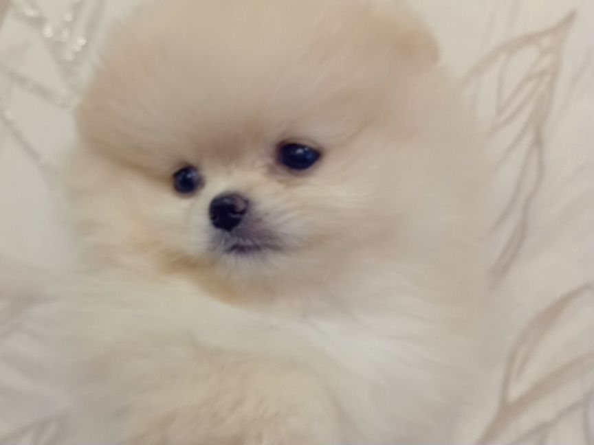 Щенки шпица