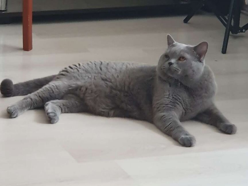 Британский кот вязка