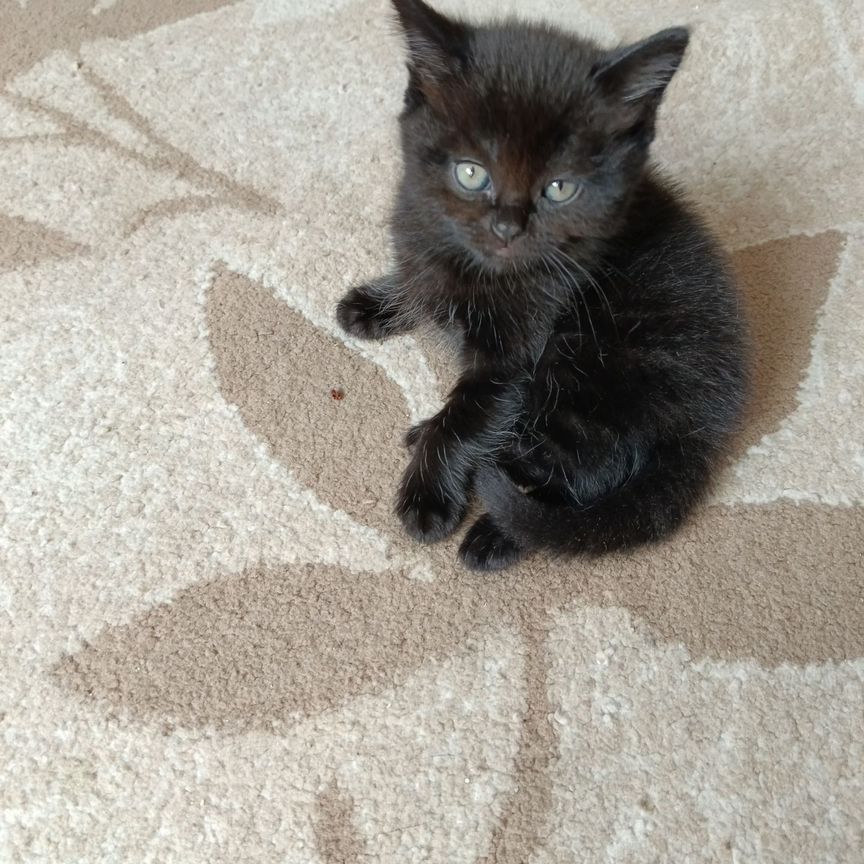 Котята от британочки