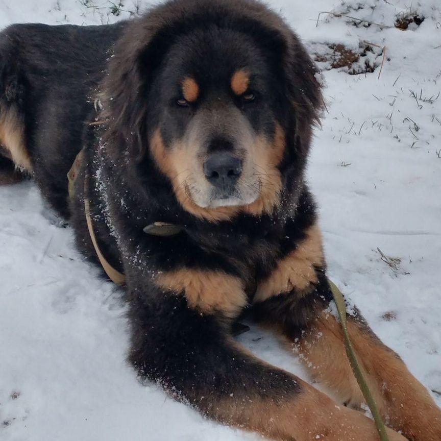 Тибетский мастиф, взрослая собака