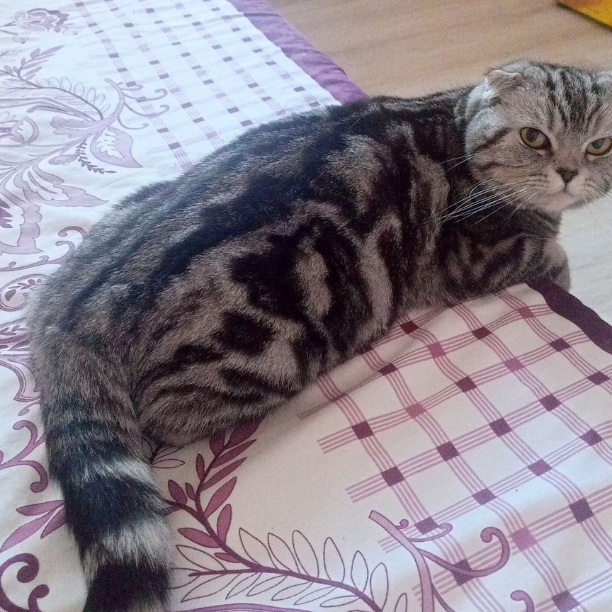 Шотландская киса вязка