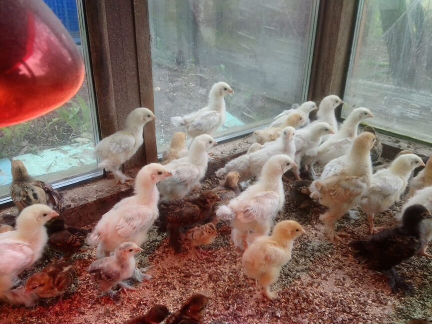 Брамы бентамка алтайская