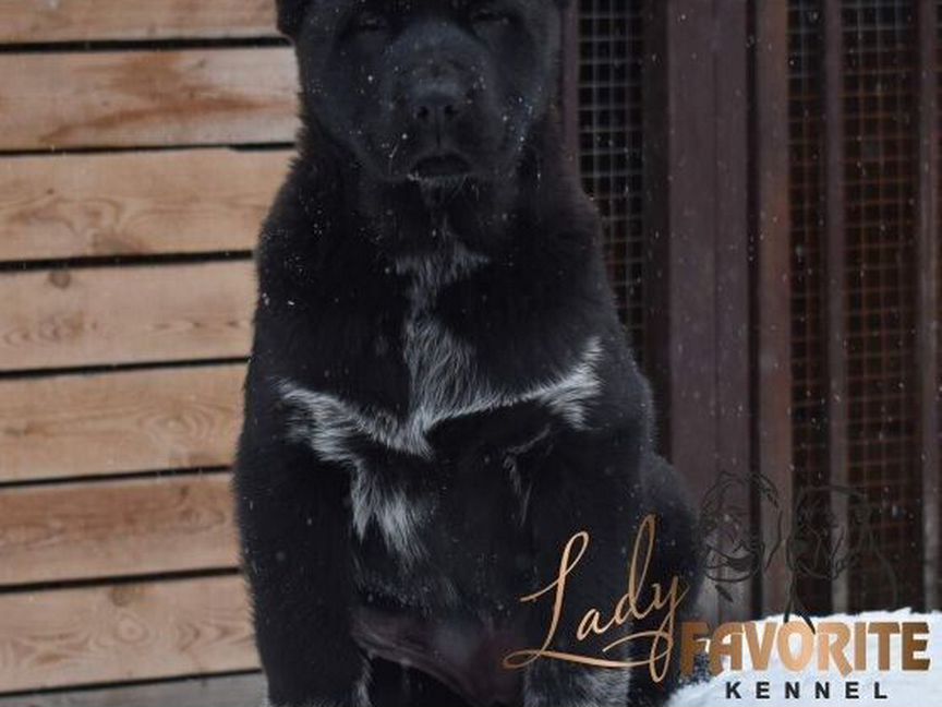 Чёрные сао, алабай, среднеазиатская овчарка