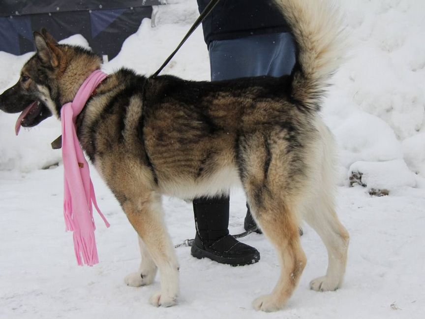 Собака, кобель в добрые руки (Волчок)