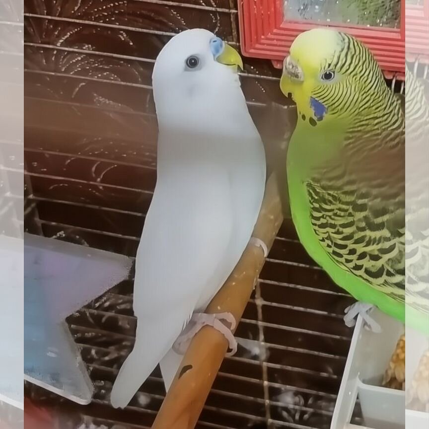 Волнистый попугай самец