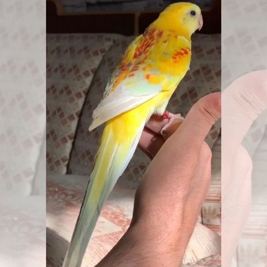Певчий попугай ручной