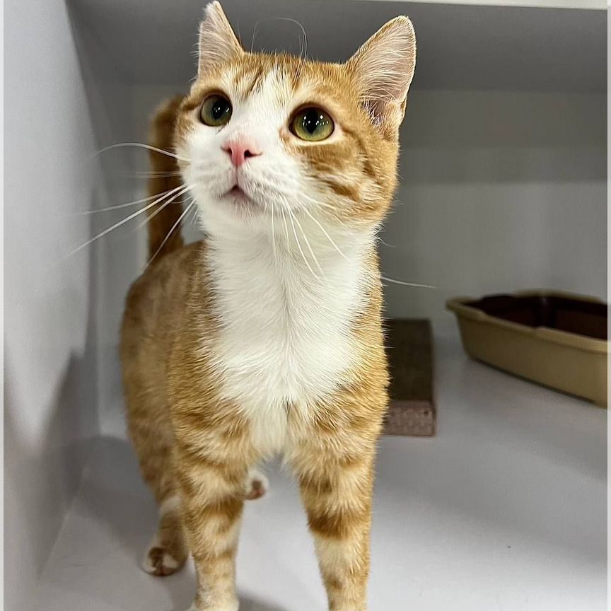 Взрослый кот в добрые руки