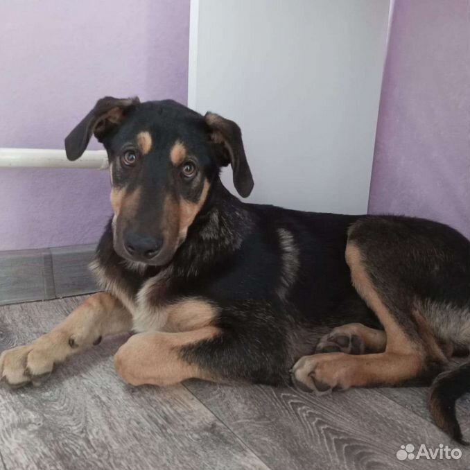 Классный щенок ищет дом