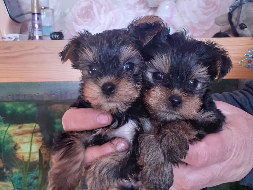Йоркширский терьер мини беби фейс щенки