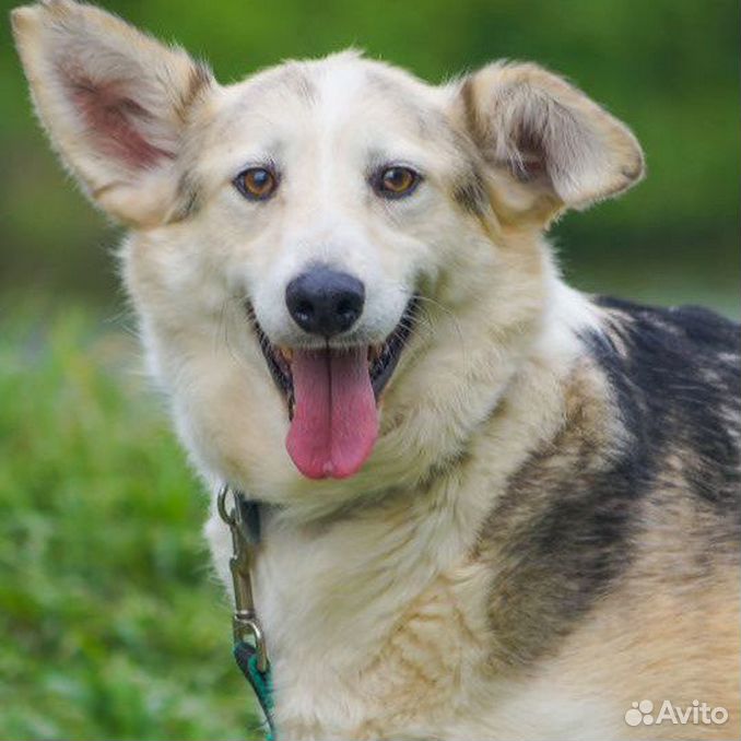 Луша - нежнее нежного