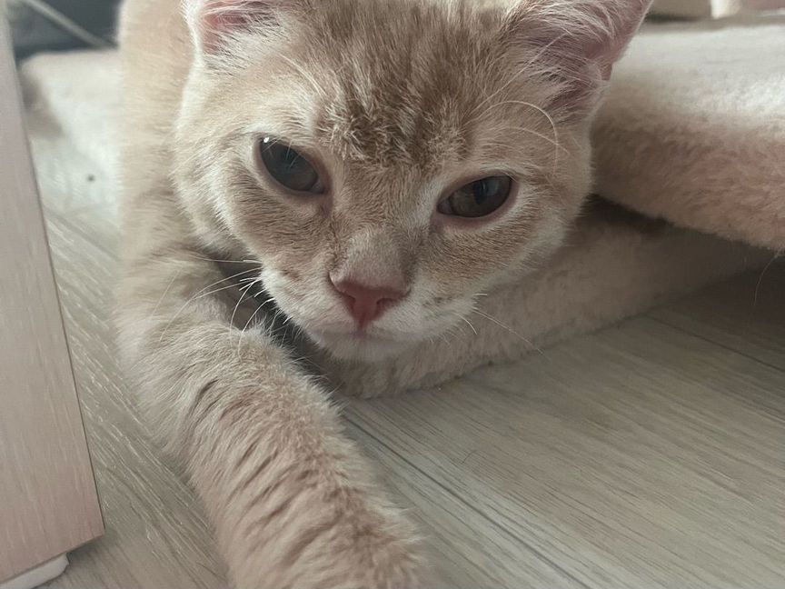 Кот