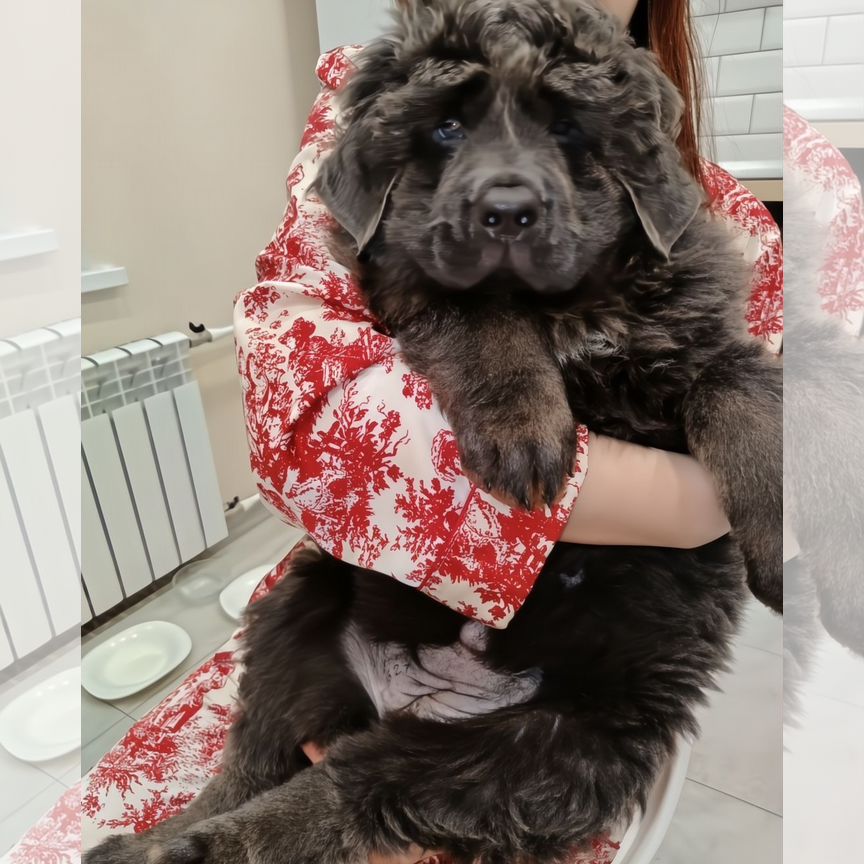 Тибетский мастиф, щенок