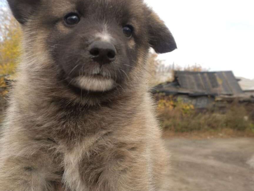 Собака в добрые руки отдам бесплатно