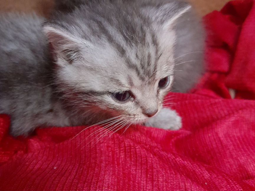 Кошка