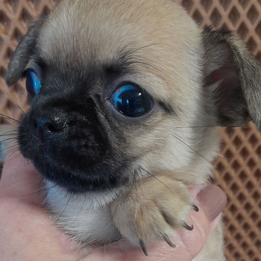 Чихуахуа, щенок