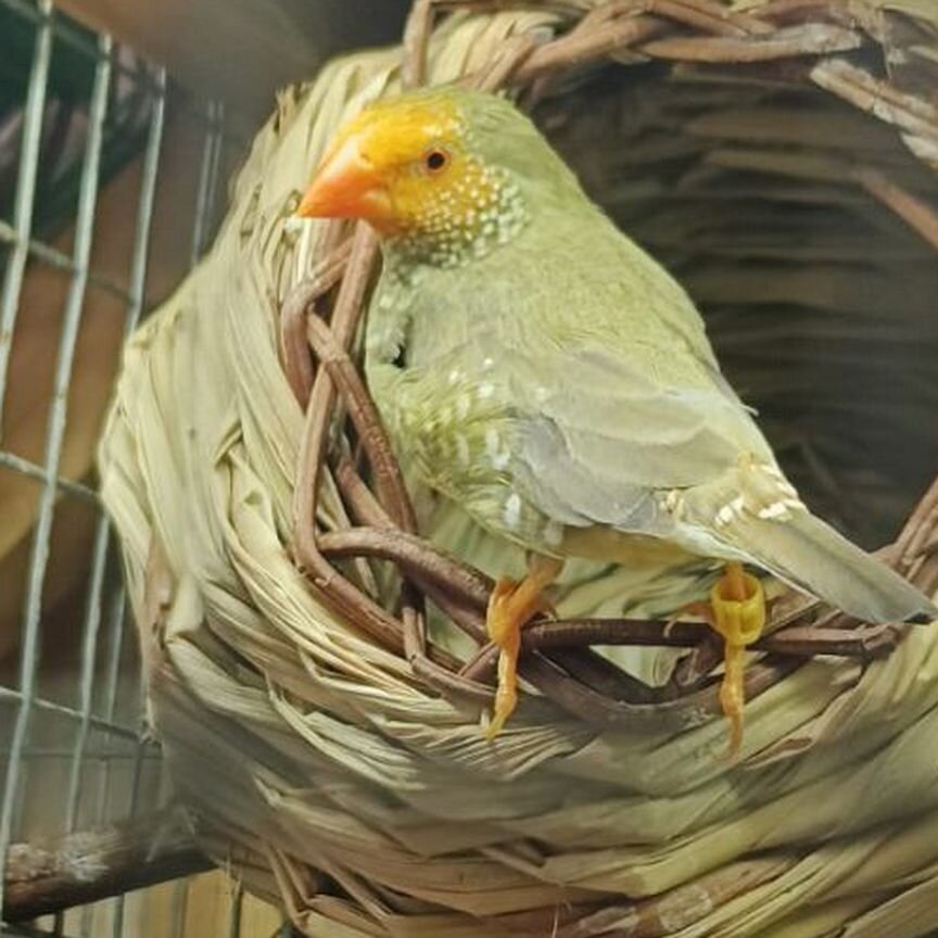 Амадины гульда